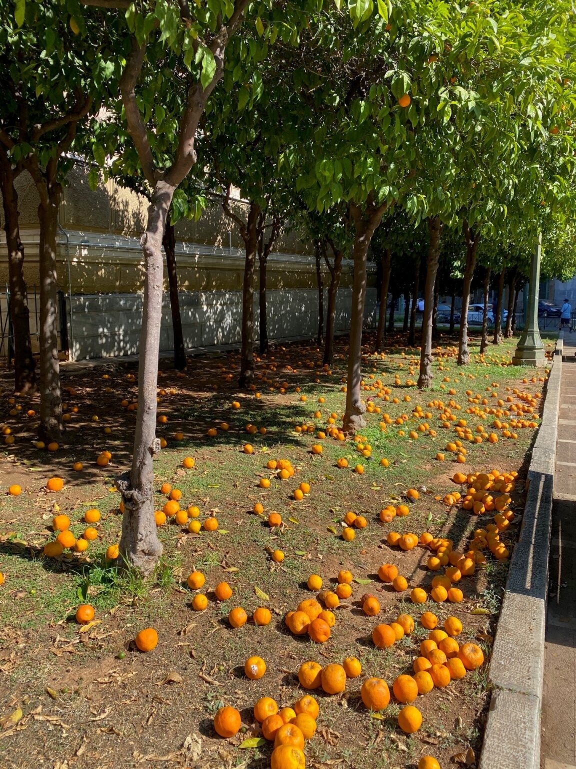 Planterra • Indoor Citrus Trees for Restaurants and Hotels