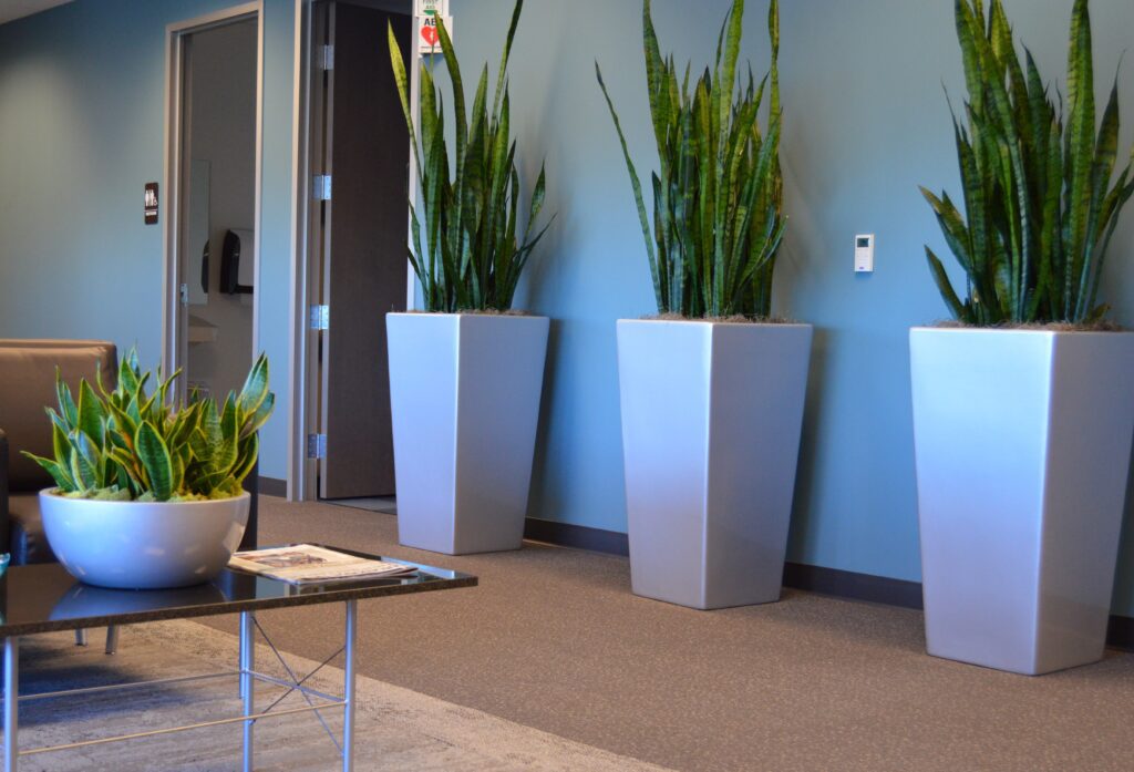 Planterra • Best Low Light Office Plants for Commercial Workspaces