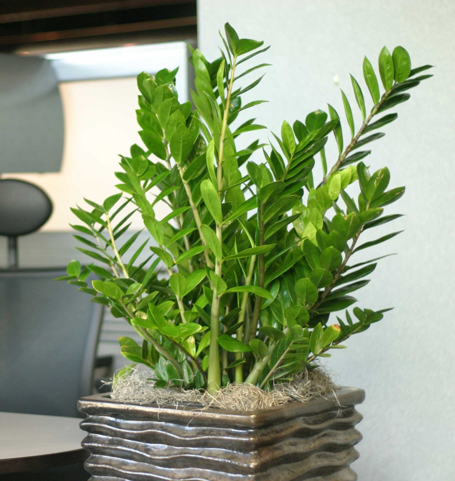 Planterra • Best Low Light Office Plants for Commercial Workspaces