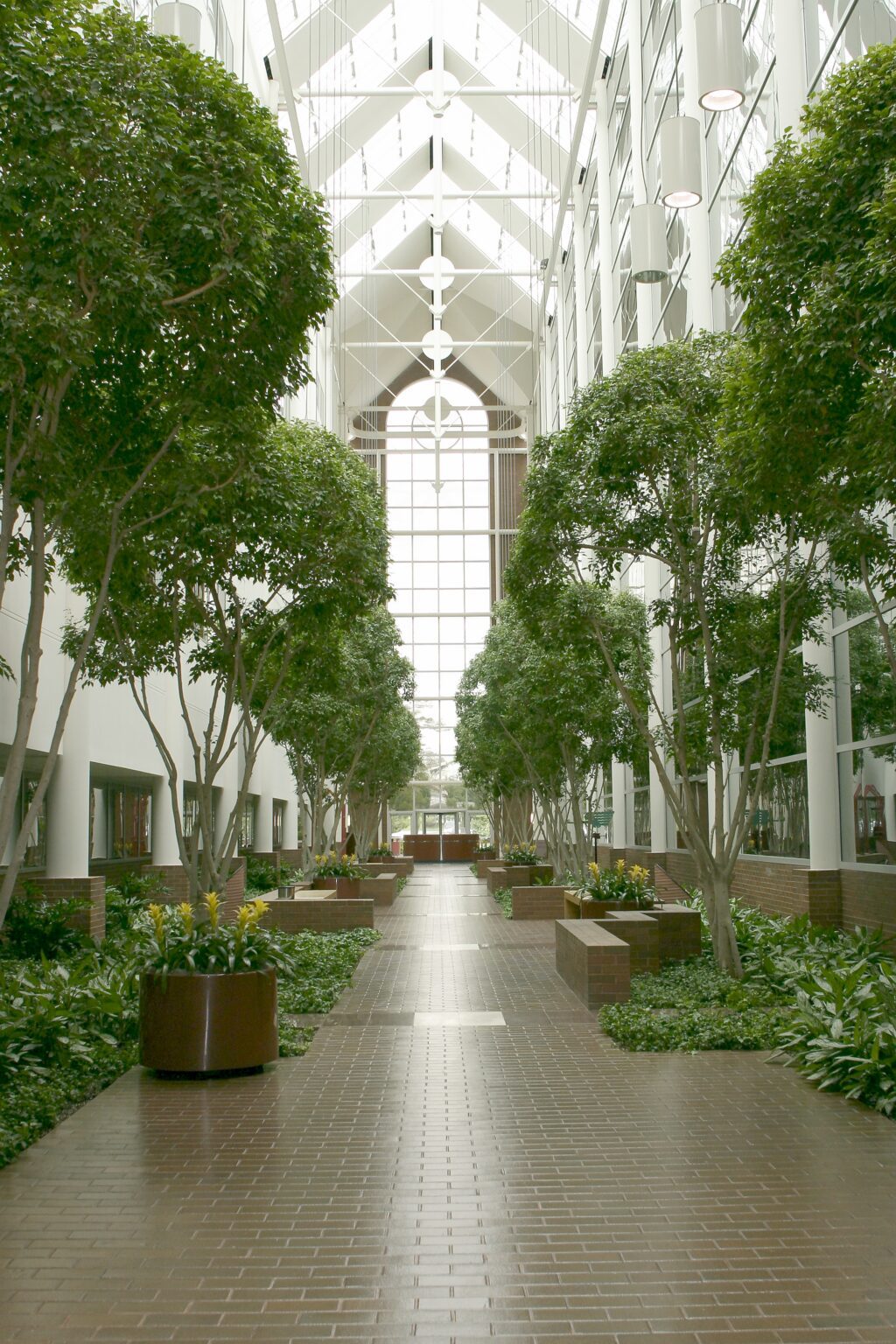 Planterra • What Is a Ficus Plant or Tree? A Complete Indoor Guide ...